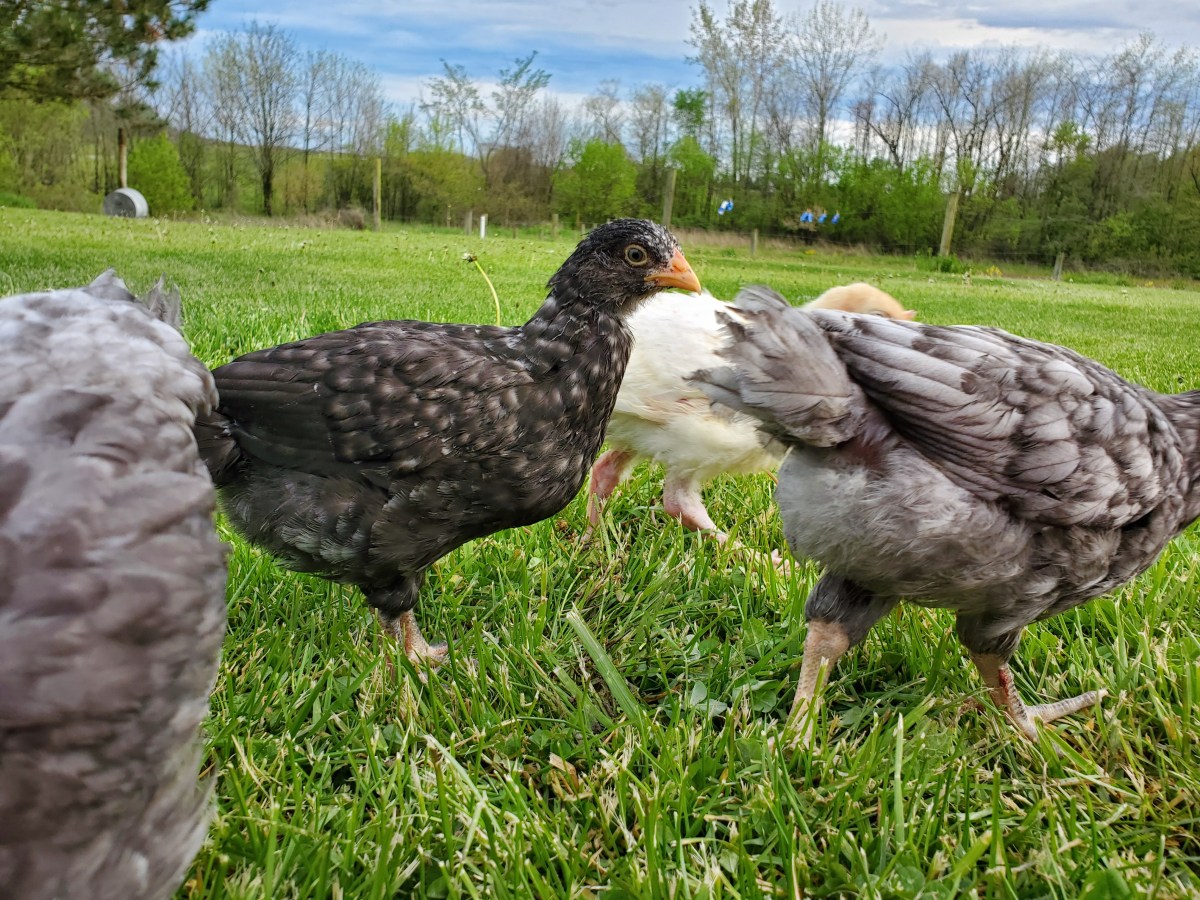 Chasing Chickens – Mellow Moments